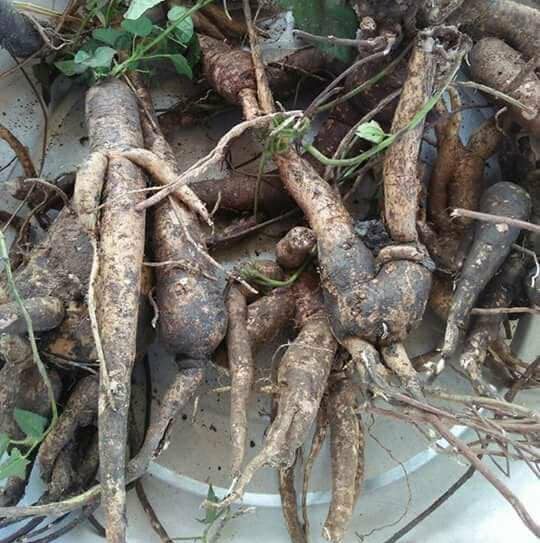 9 bài thuốc của Sâm Bố Chính – Thần Dược Tiến Vua – Bách An Khang ...