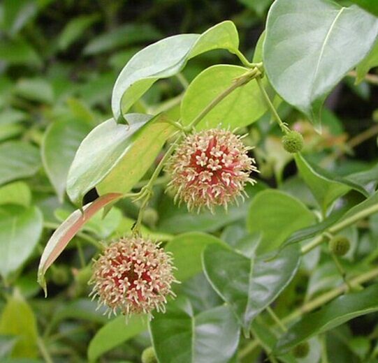 Câu Đằng Và 5 bài thuốc gian gian thất truyền – Bách An Khang ...