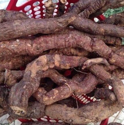 Cây thuốc nam – Bách An Khang | Bachankhang.com.vn | Dược thảo Bách An ...